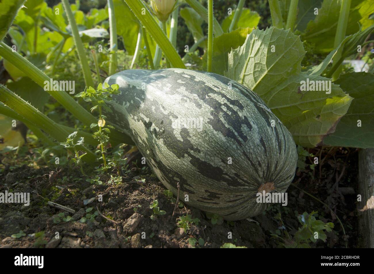 Marrow growing in the vegetable patch, Kilbrannish South, Bunclody ...