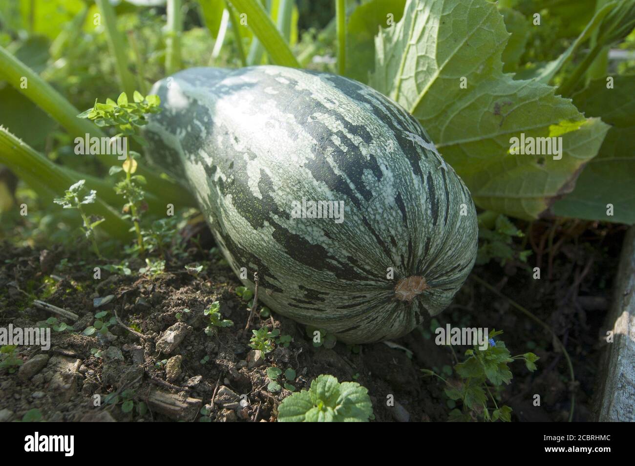 Marrow growing in the vegetable patch, Kilbrannish South, Bunclody ...