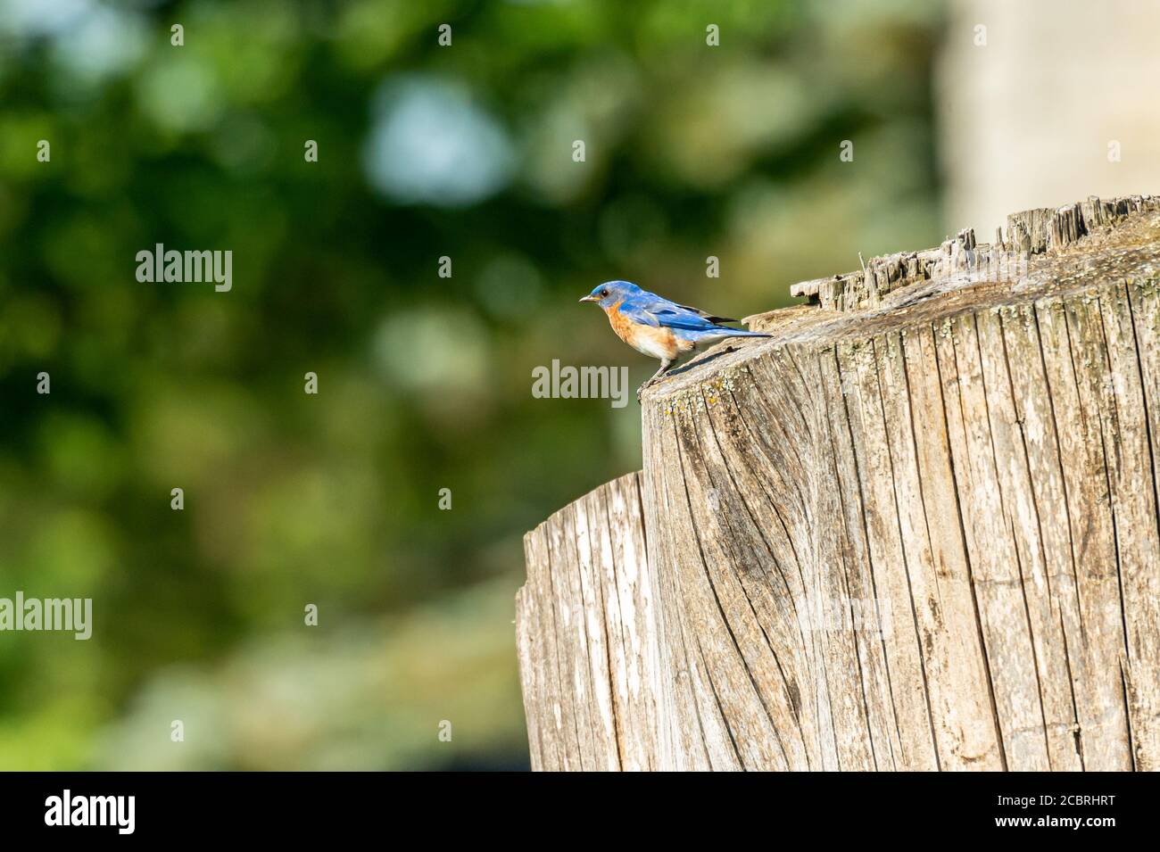 Eastern bluebird in my backyard Stock Photo - Alamy