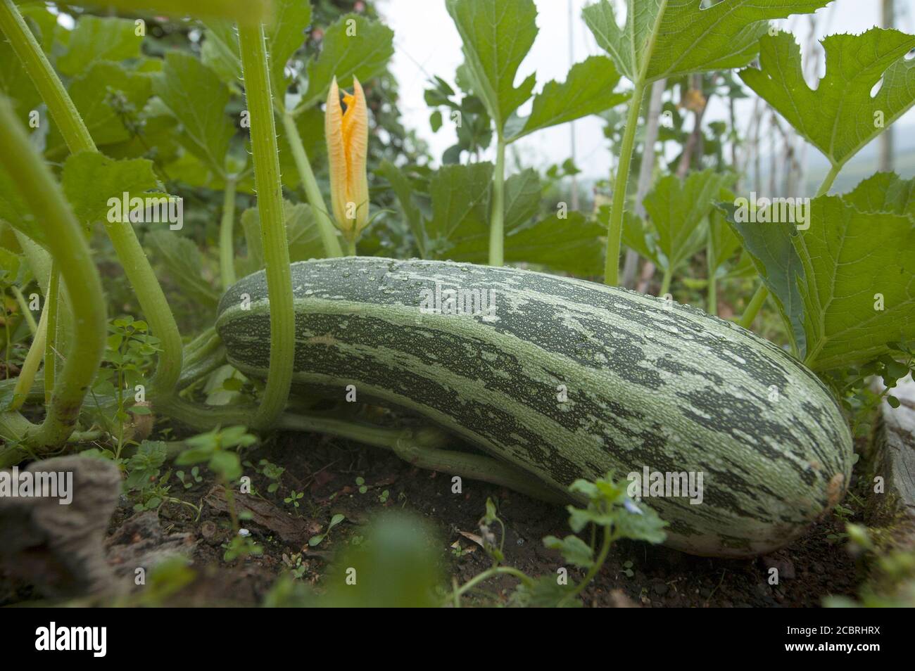 Marrow growing in the vegetable patch, Kilbrannish South, Bunclody ...