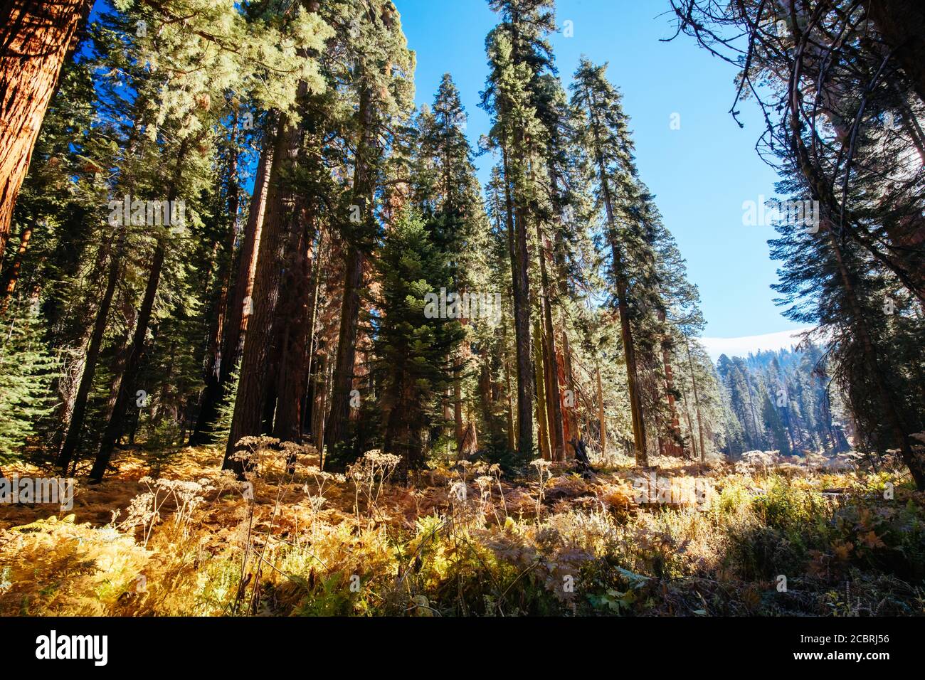 Crescent Meadow Picnic Area Stock Photo - Alamy