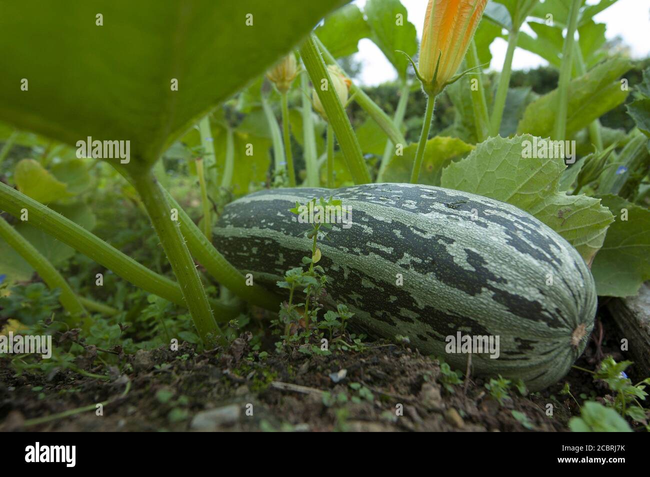 Marrow growing in the vegetable patch, Kilbrannish South, Bunclody ...