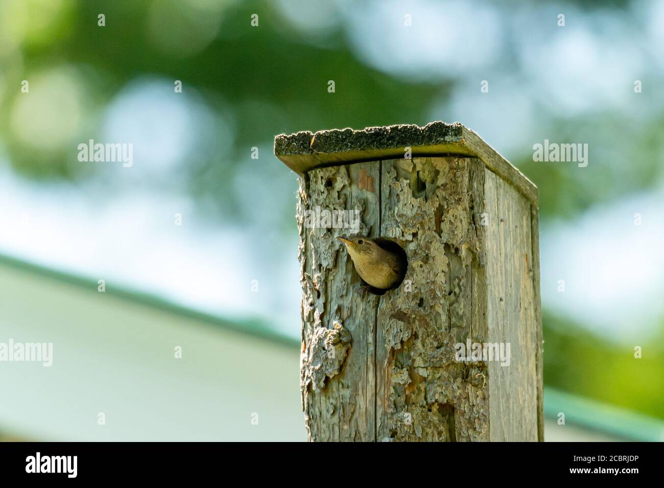 Wren flying hi-res stock photography and images - Alamy