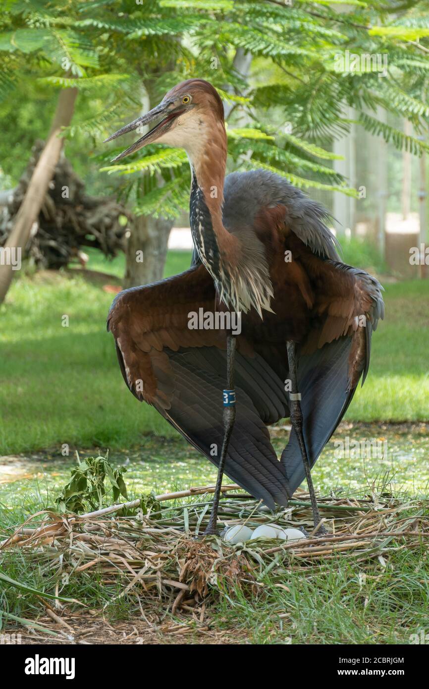 A Goliath heron (Ardea goliath), also known as the giant heron standing ...