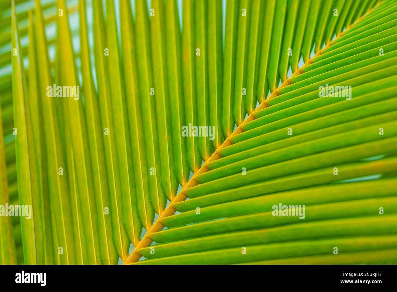 Structure of palm tree in morning sun, artistic nature closeup ...