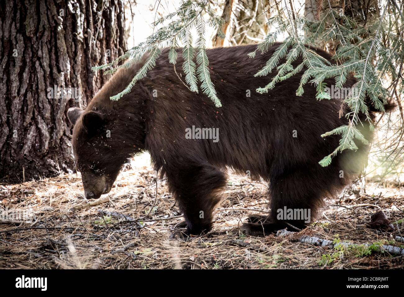 Sequoia national park california animal hi-res stock photography and ...