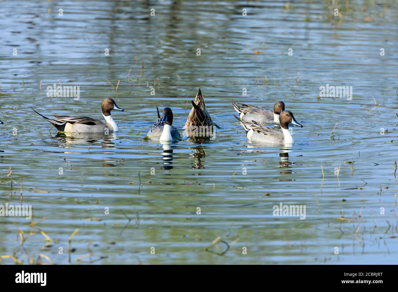 Northern pintail ducks hi-res stock photography and images - Alamy