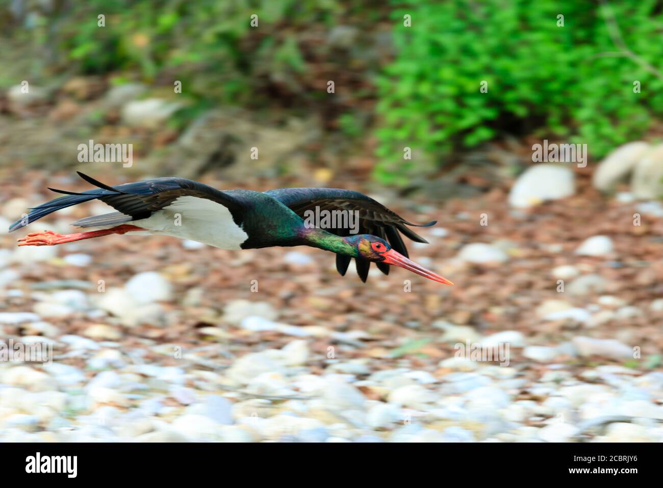 Red crain hi-res stock photography and images - Alamy