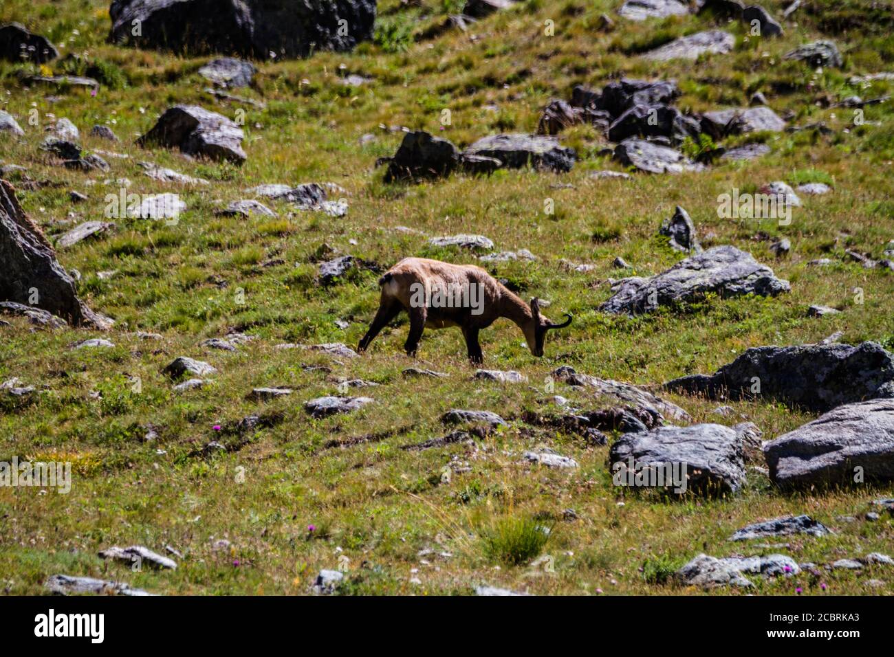 Alpine habitat animals wildlife hi-res stock photography and images - Alamy