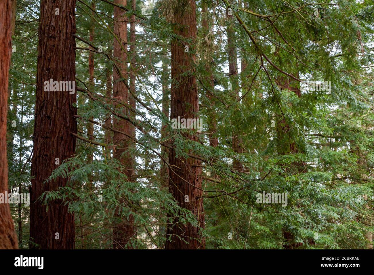 Nature walks britain ancient trees hi-res stock photography and images ...