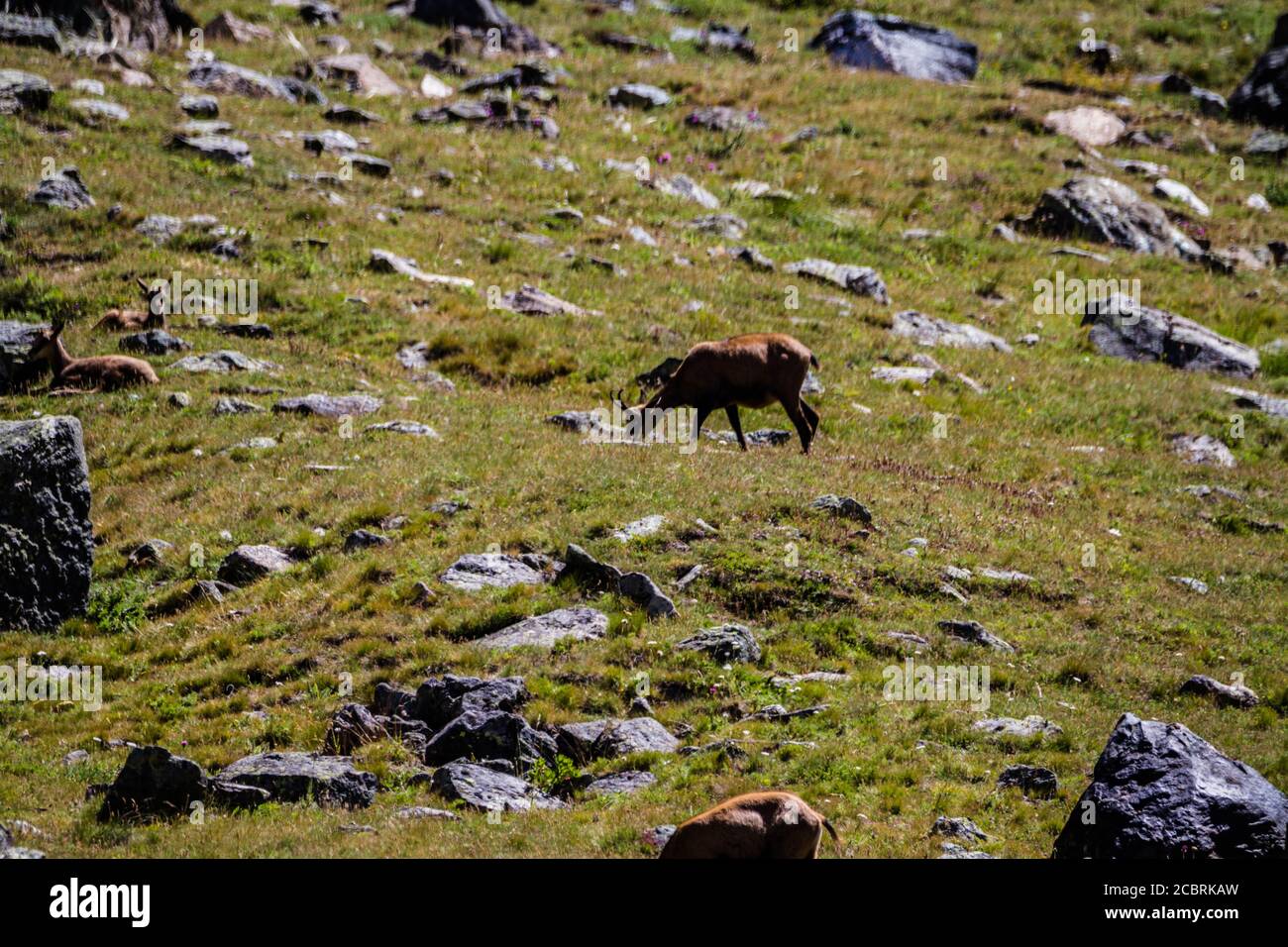 Herd of chamois goats on the mountains of Gran Paradiso National Park ...