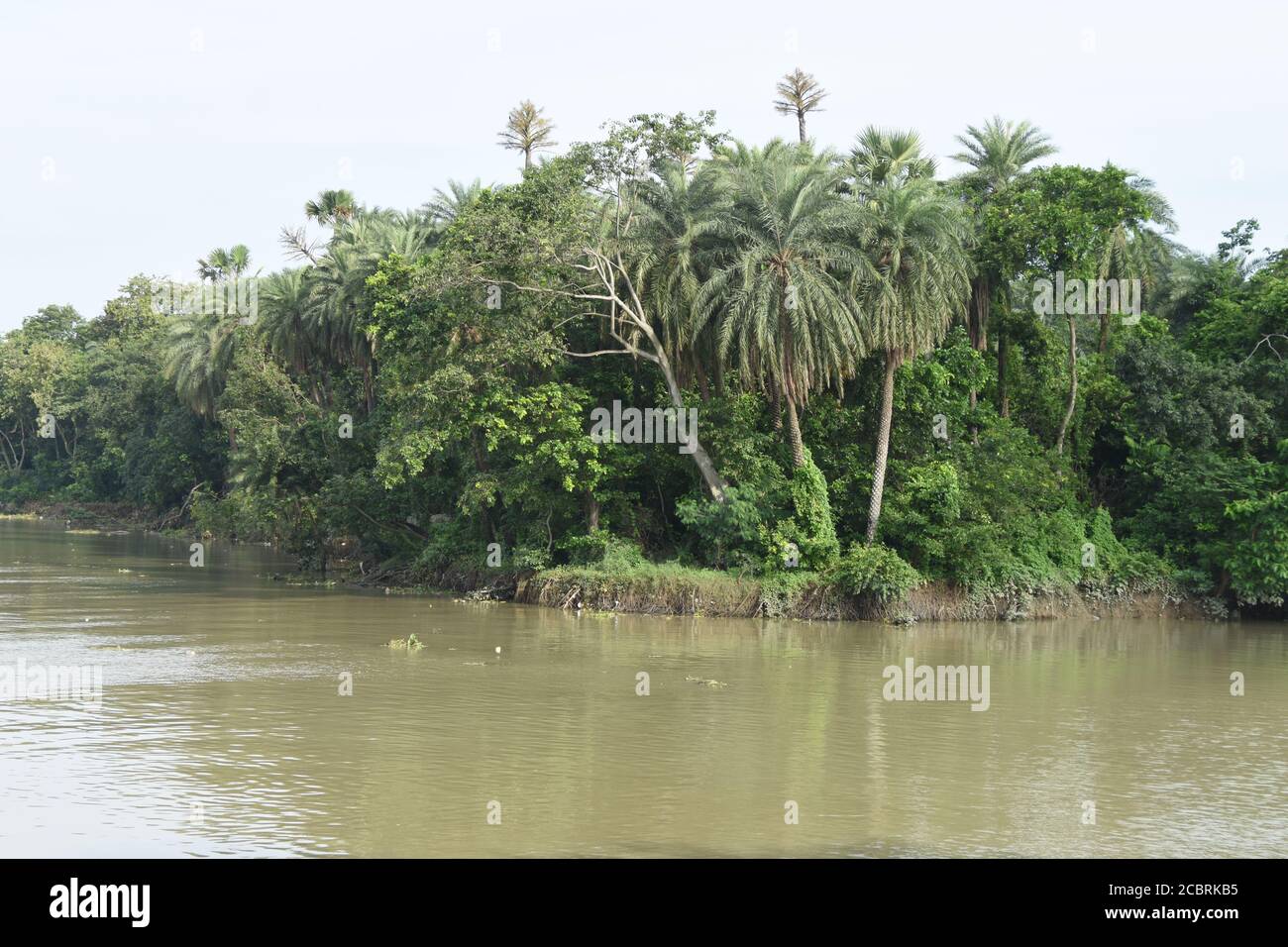 Riverbank errosion or river bank failure due to tidal wave of the ...