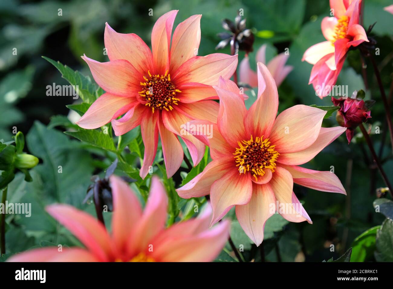 Flowers that close at night hi-res stock photography and images - Alamy