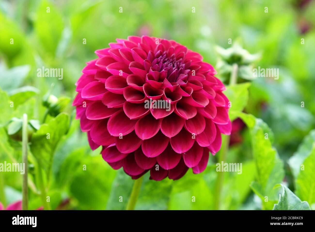 Purple flowering pompon dahlia hi-res stock photography and images - Alamy