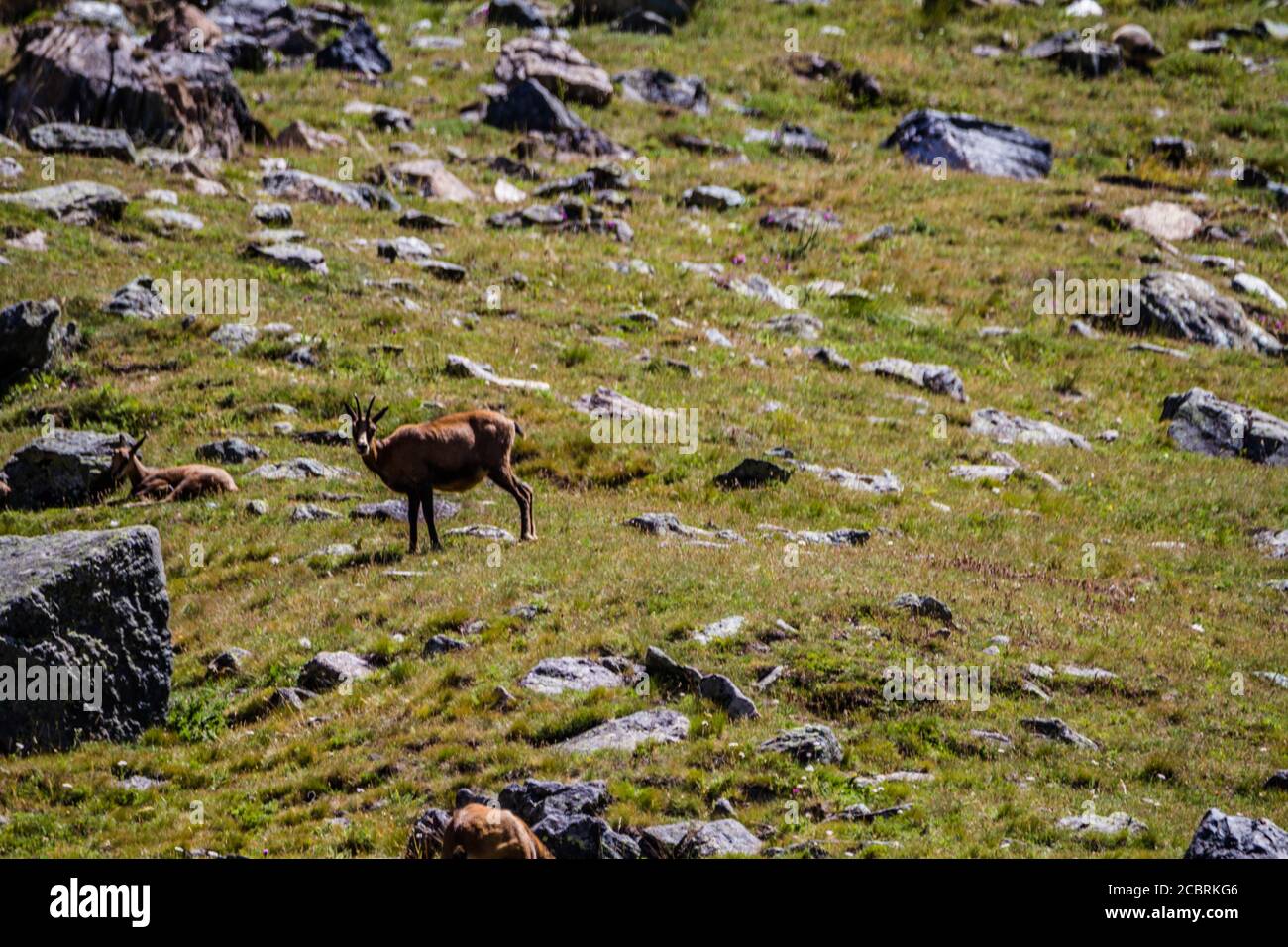 Wild animals alps hi-res stock photography and images - Alamy
