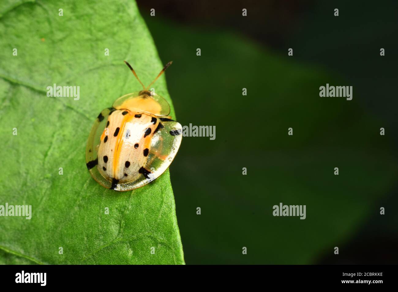 Spotted tortoise beetle hi-res stock photography and images - Alamy