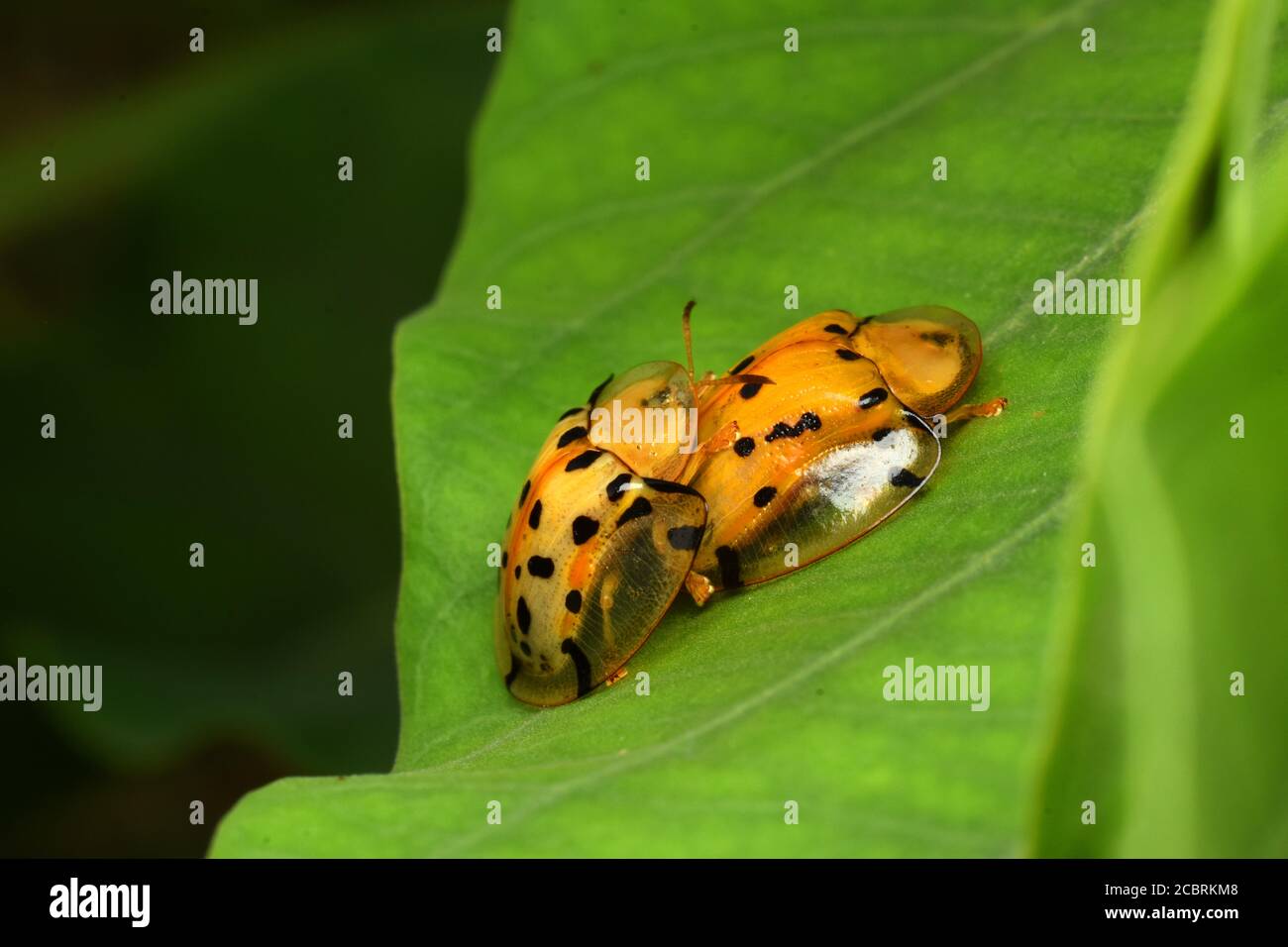 Golden tortoise beetles hi-res stock photography and images - Alamy