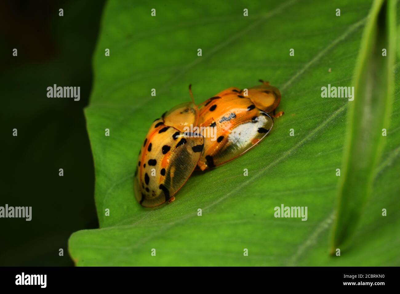 black spotted tortoise beetles mating Stock Photo - Alamy