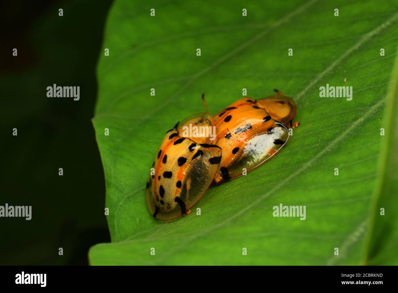 black spotted tortoise beetles mating Stock Photo - Alamy