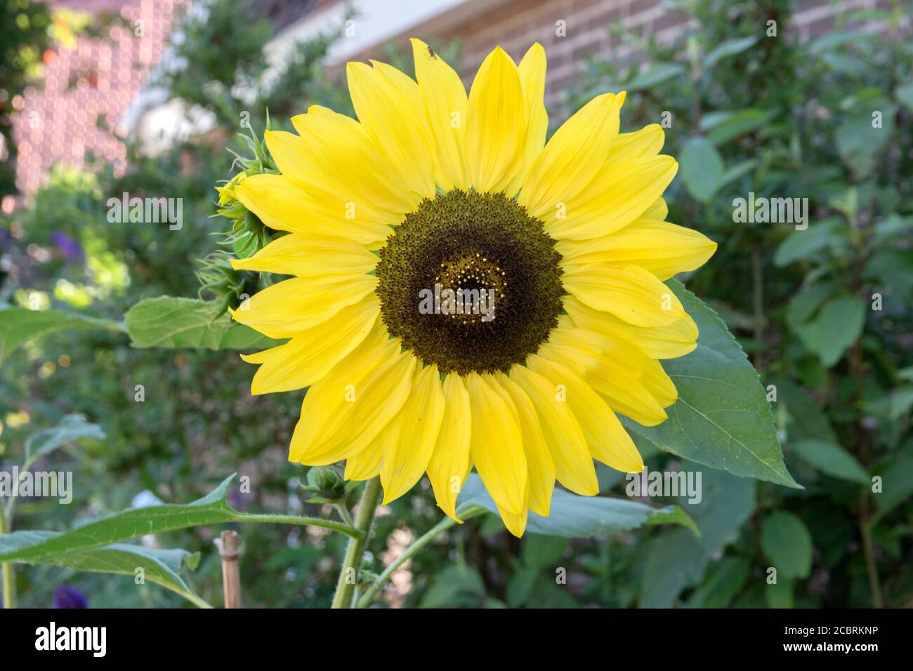 Close Up Of A Sunflower At Uitdam The Netherlands 6-8-2020 Stock Photo ...