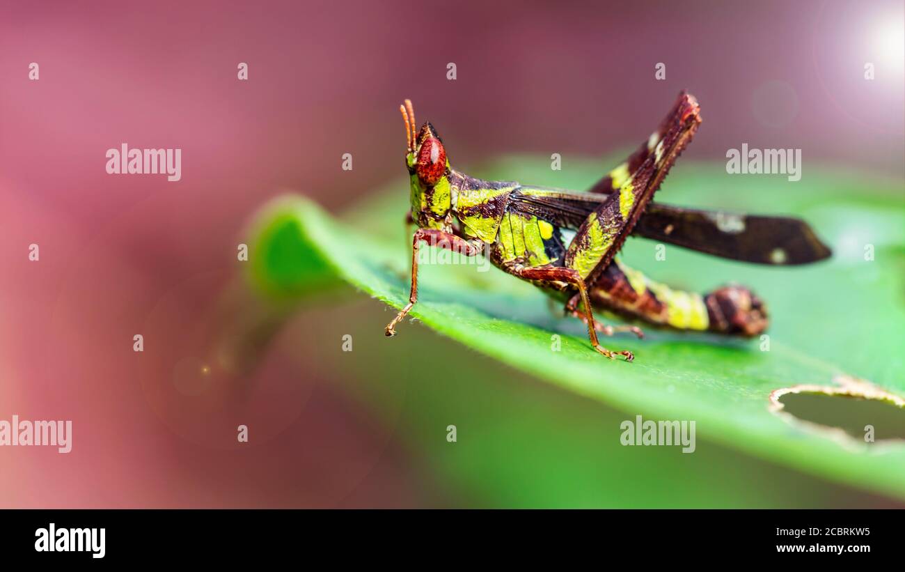 rare yellow and black locust with big red eyes, resting on a leaf. he ...