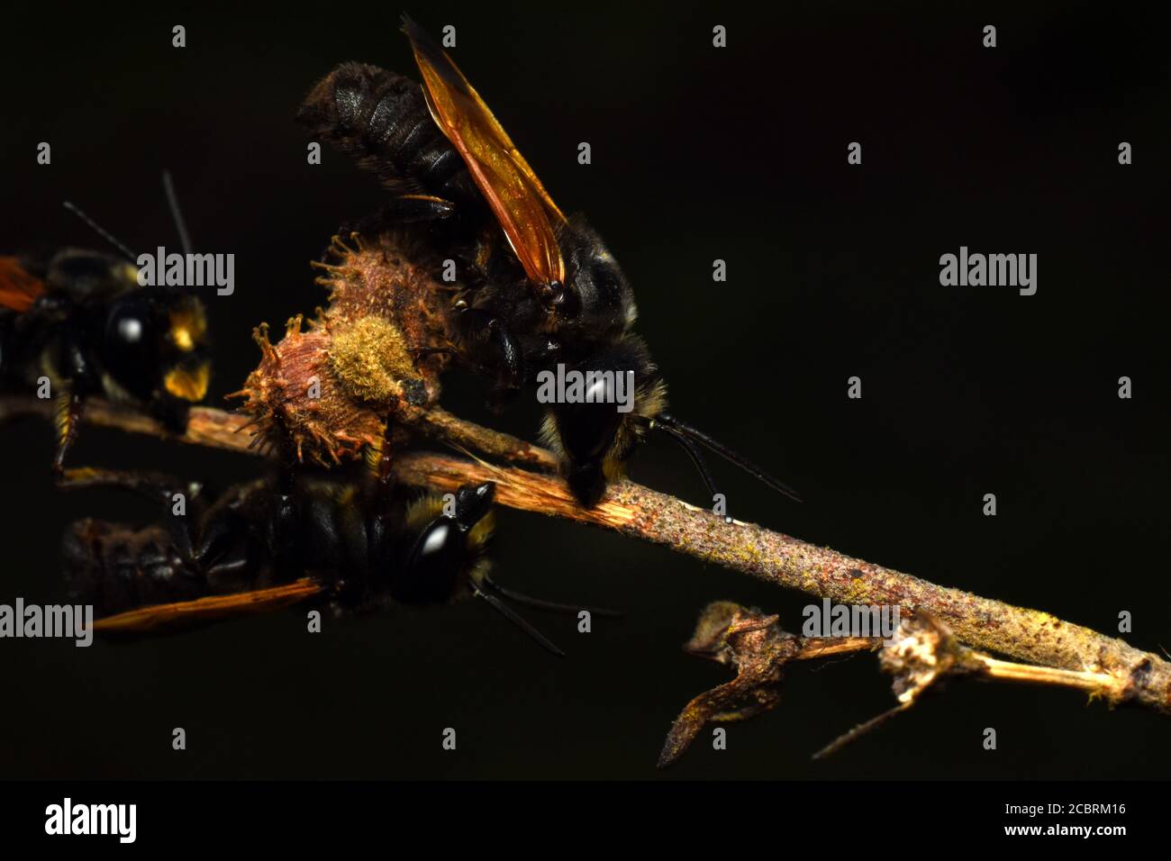 Hairless bumble bee hi-res stock photography and images - Alamy