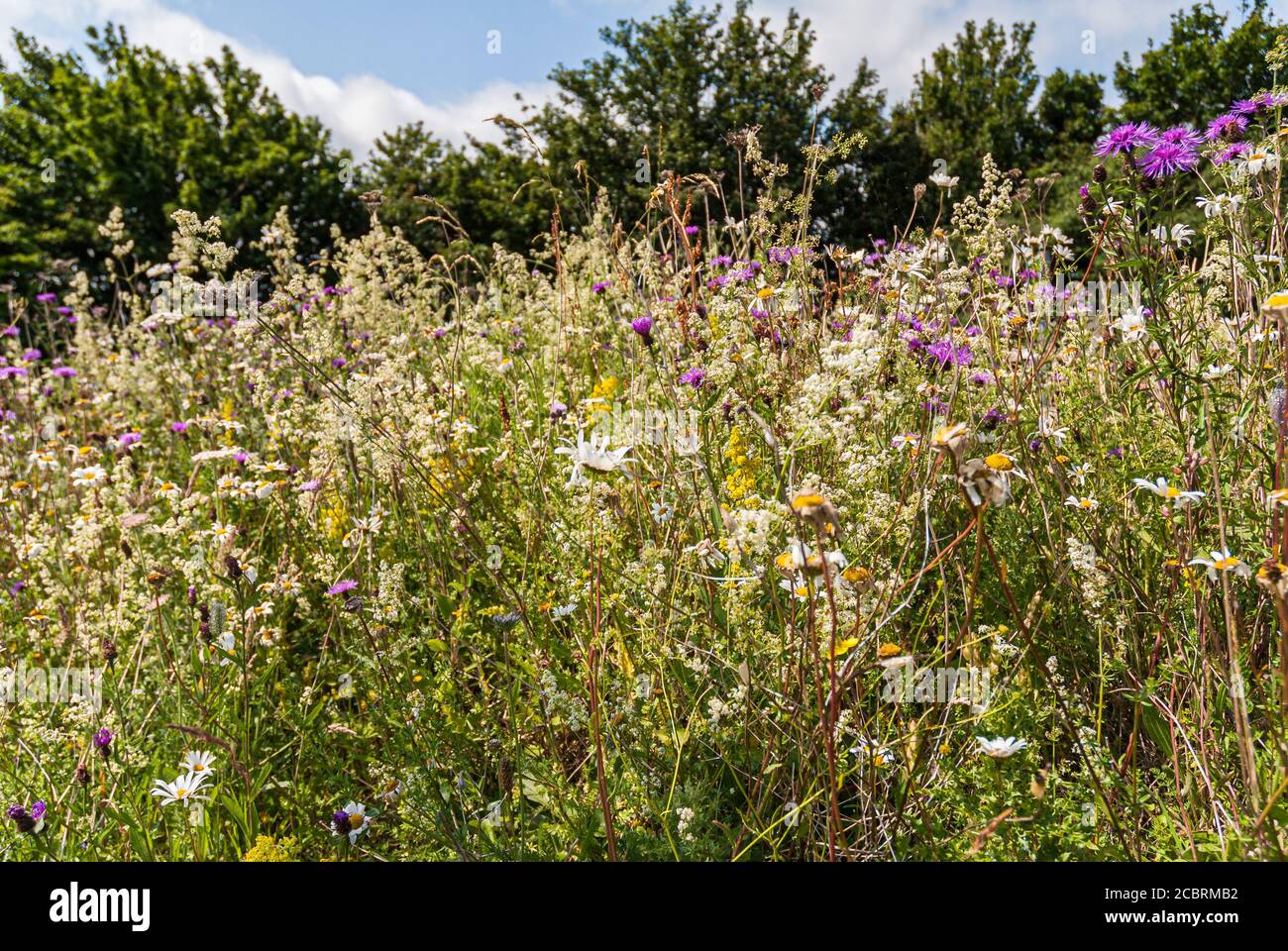 Roadside wild flowers hi-res stock photography and images - Alamy