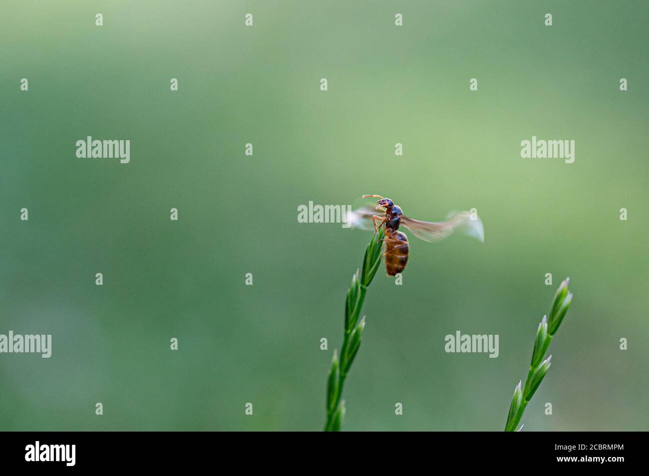 Flying ants nest hi-res stock photography and images - Alamy