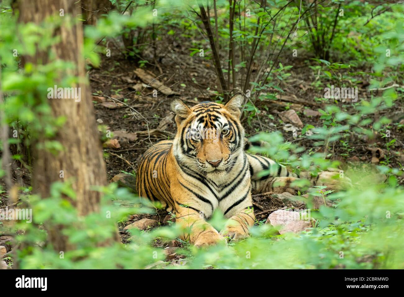 wild tiger portrait on a rainy day in natural green forest during ...