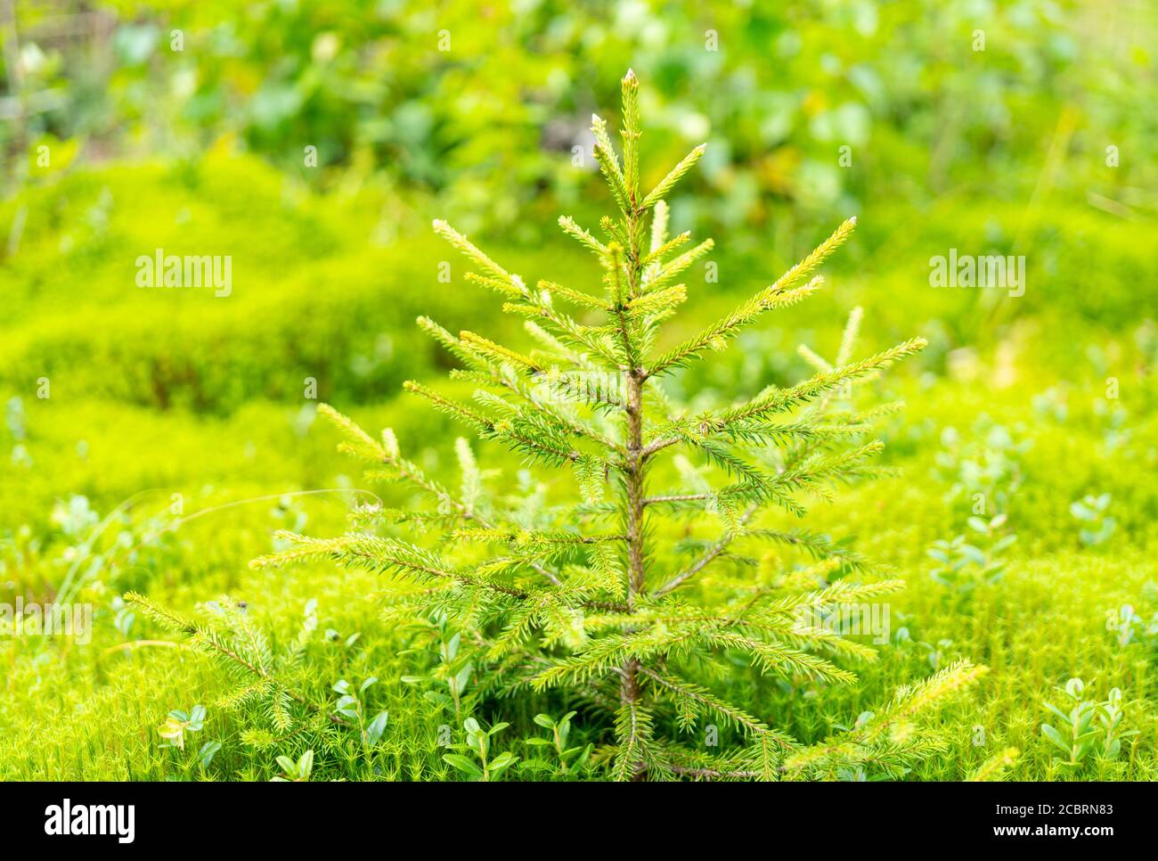 Small young green spruce in the forest. Natural beautiful background ...