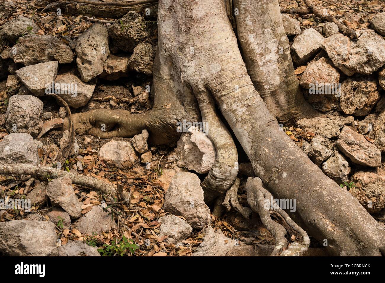 Tree roots growing on the ruins of the Mayan city of Uxmal in Yucatan ...