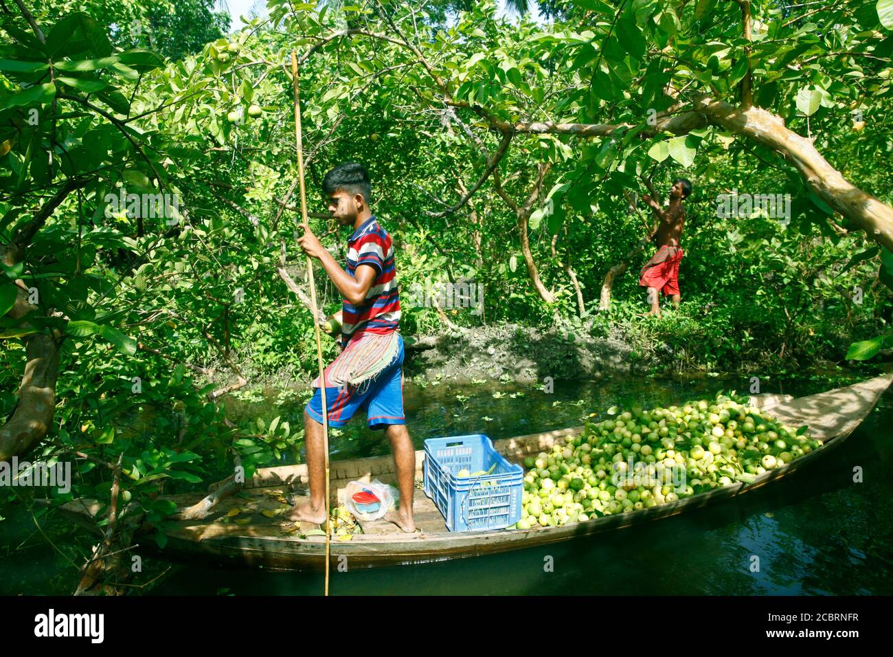 Bangladesh Floating Guava Market High Resolution Stock Photography and ...