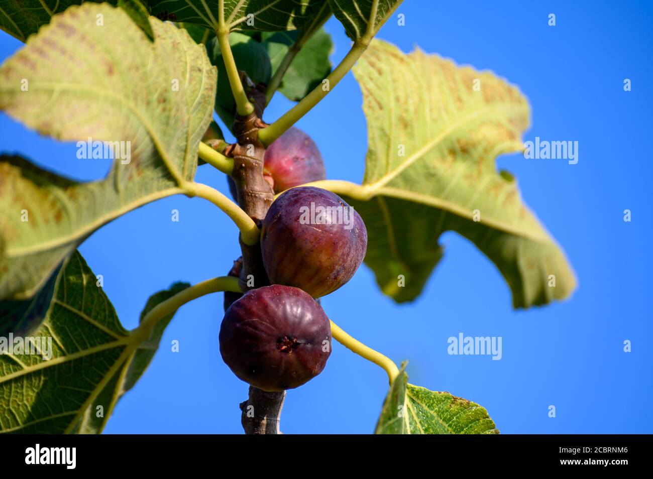 Sweet fig fruits ripening on big tree in summer close up Stock Photo ...
