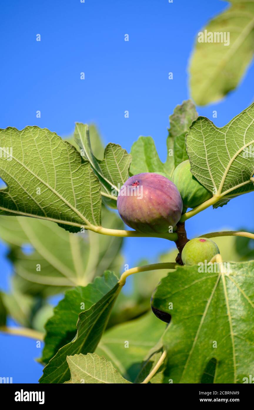 Sweet fig fruits ripening on big tree in summer close up Stock Photo ...