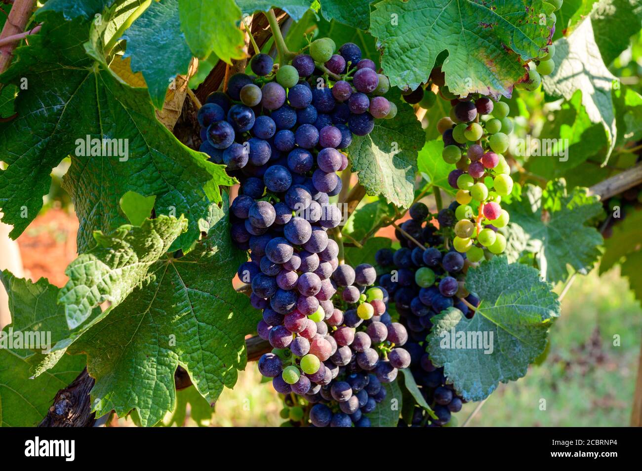 Ripe red grapes growing on vineyards in Campania, South of Italy used ...