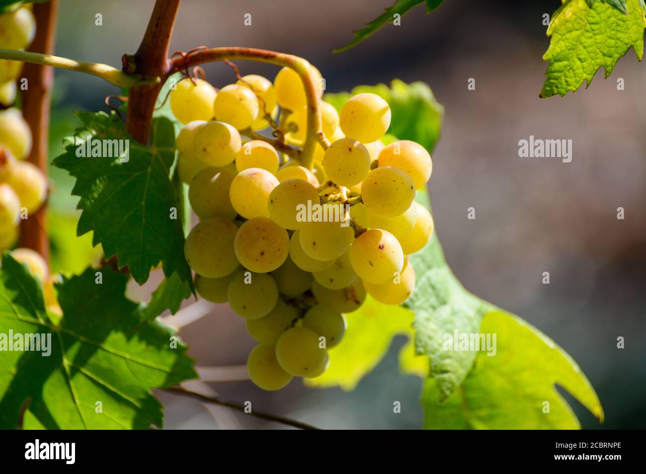 Ripe white grapes growing on vineyards in Campania, South of Italy used ...