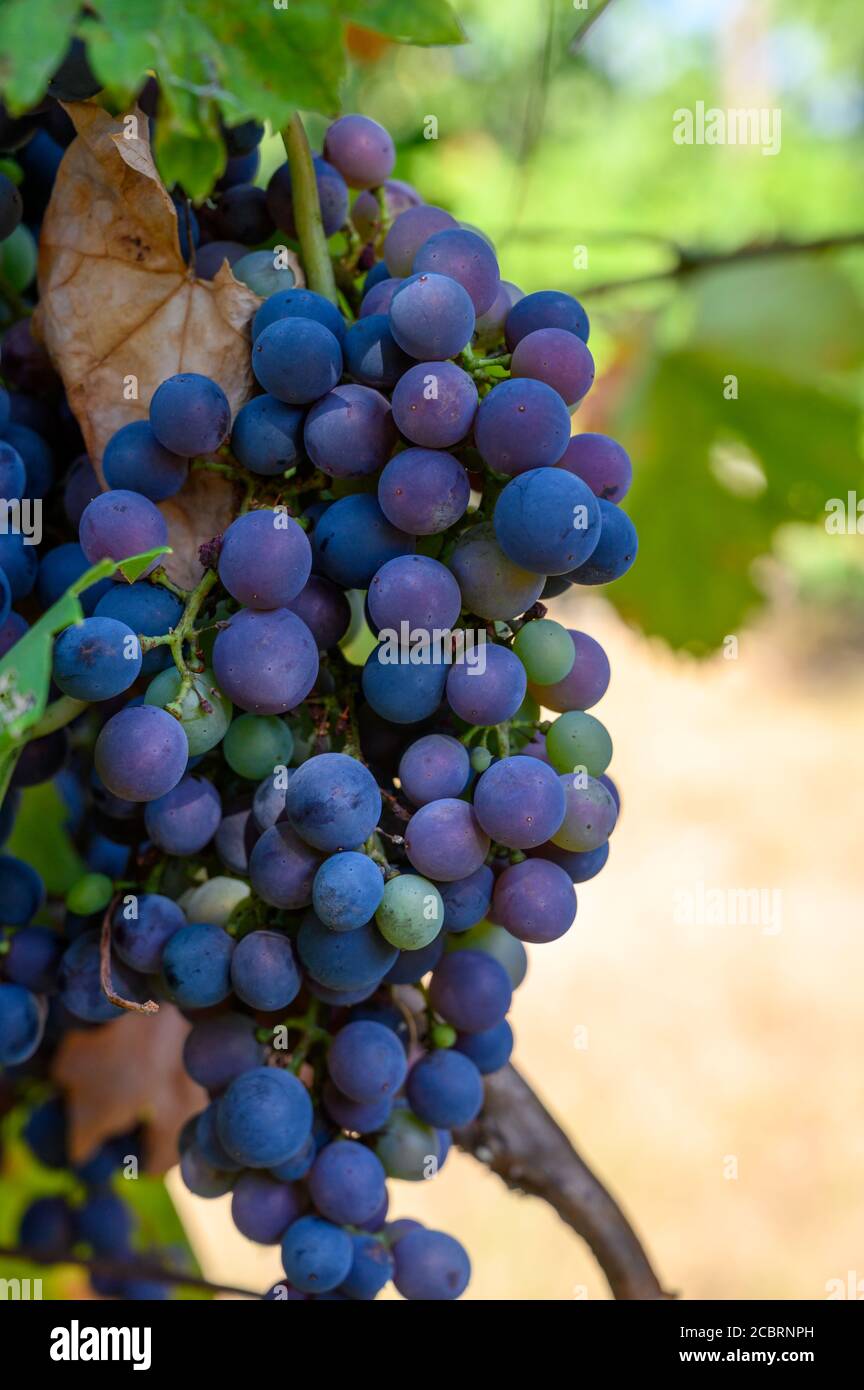 Ripe red grapes growing on vineyards in Campania, South of Italy used ...