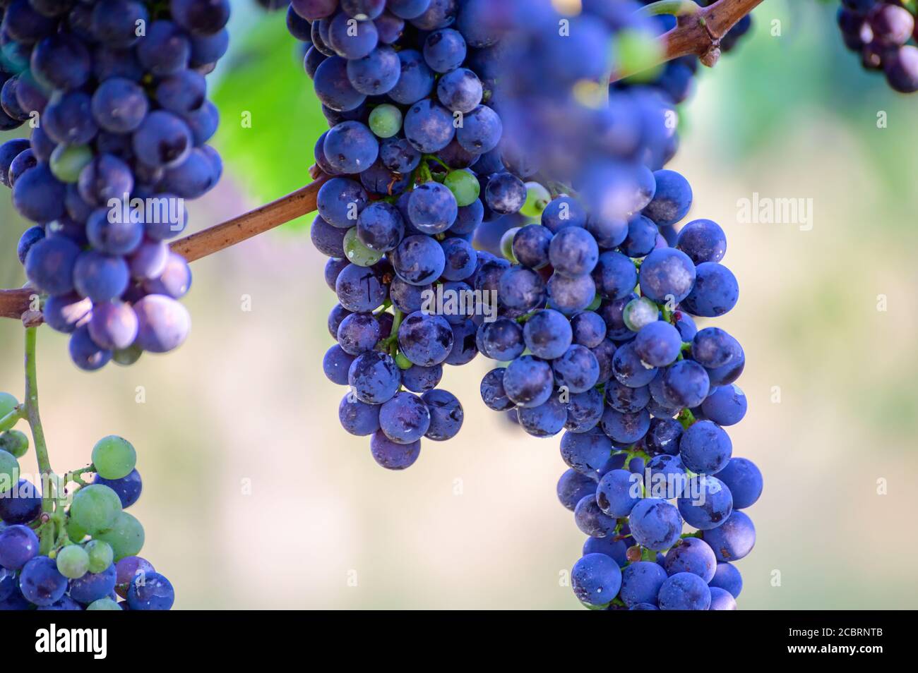 Ripe red grapes growing on vineyards in Campania, South of Italy used ...