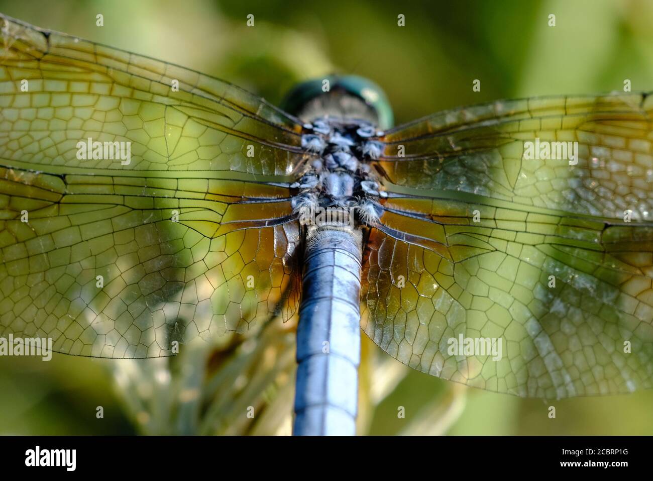 Mature male blue dasher (Pachydiplax longipennis) skimmer dragonfly at ...