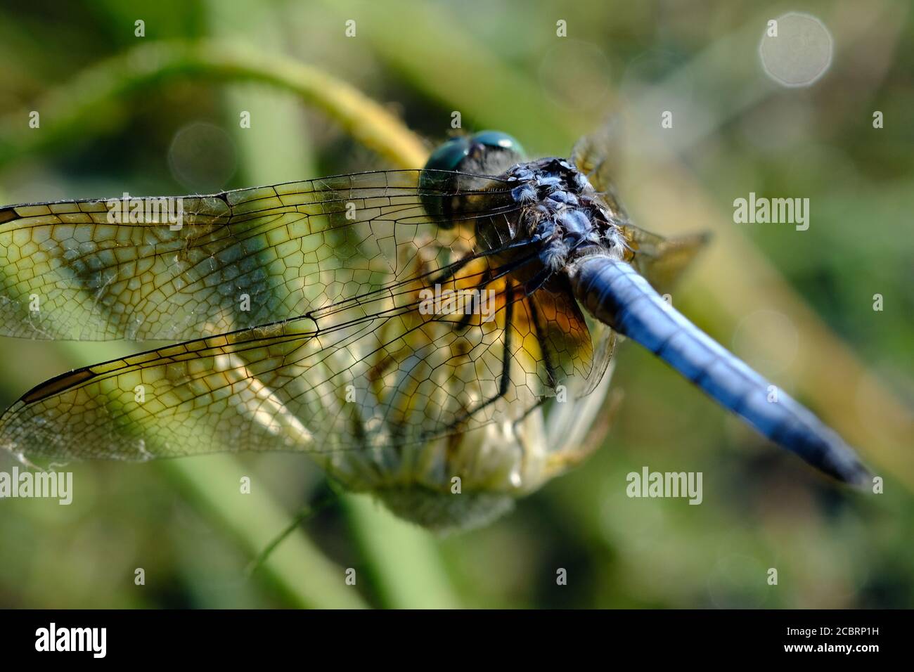Amber wings dragonfly blue abdomen hi-res stock photography and images ...