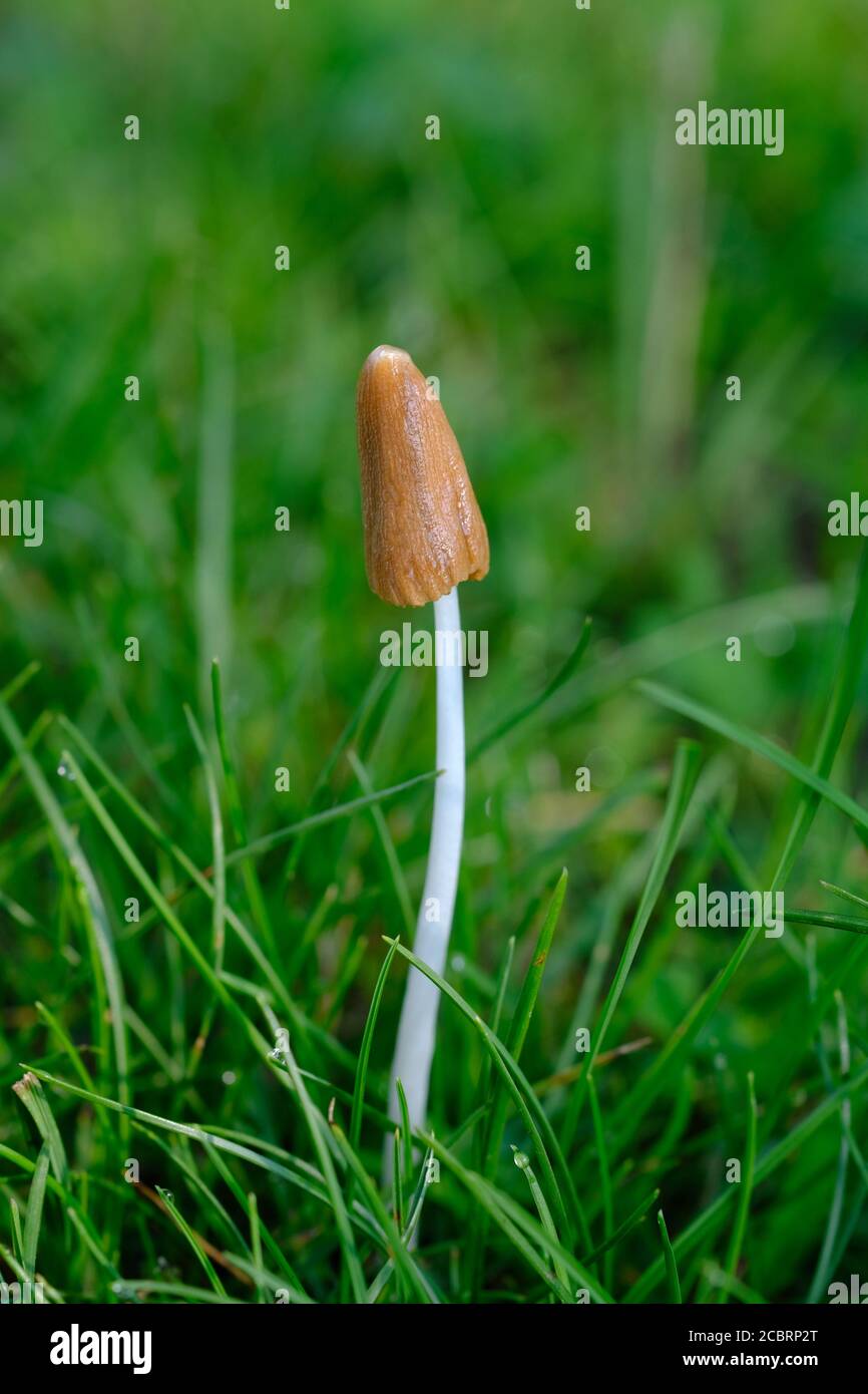 Bean sprout fungus (Gastrocybe lateritia), early morning. These usually ...
