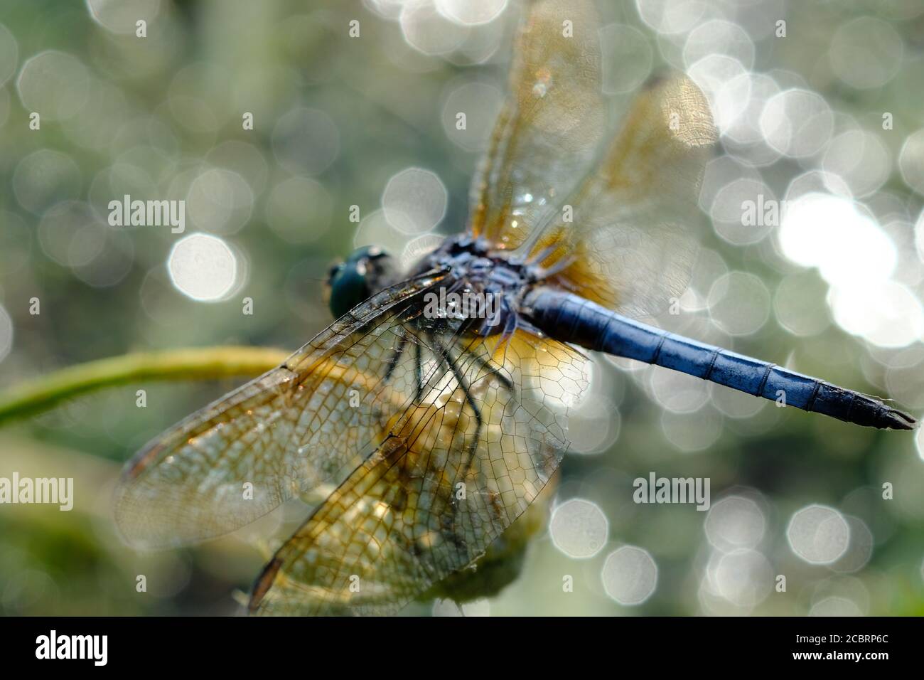 Close up of a mature male blue dasher (Pachydiplax longipennis) skimmer ...