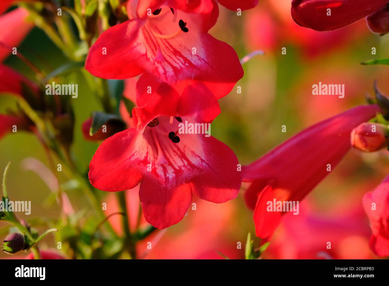Lovely flowers of a red beardtongue (Penstemon 'Red Riding Hood ...