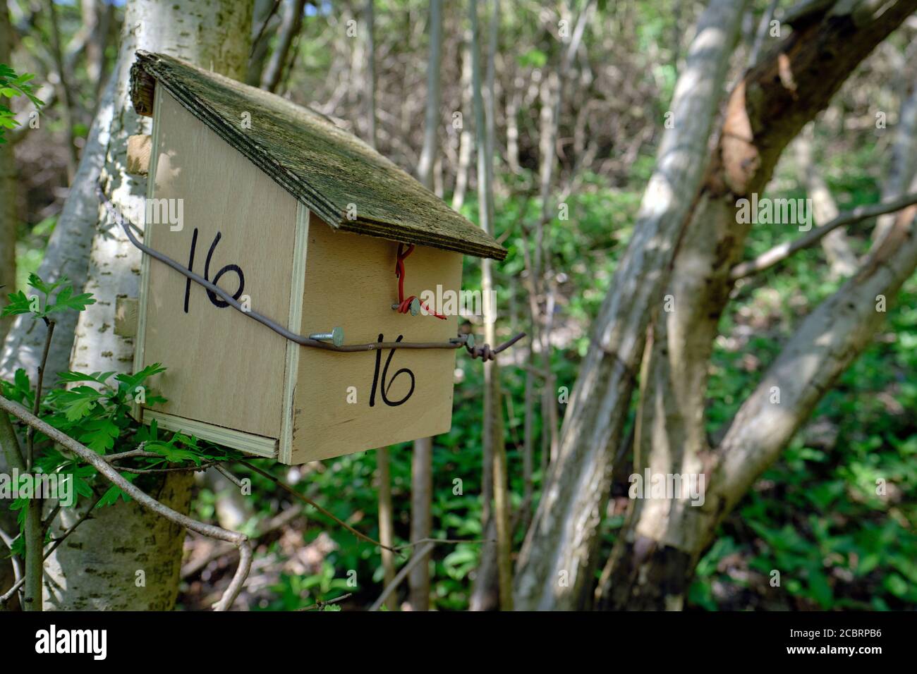 Hazel dormouse at nest hi-res stock photography and images - Alamy