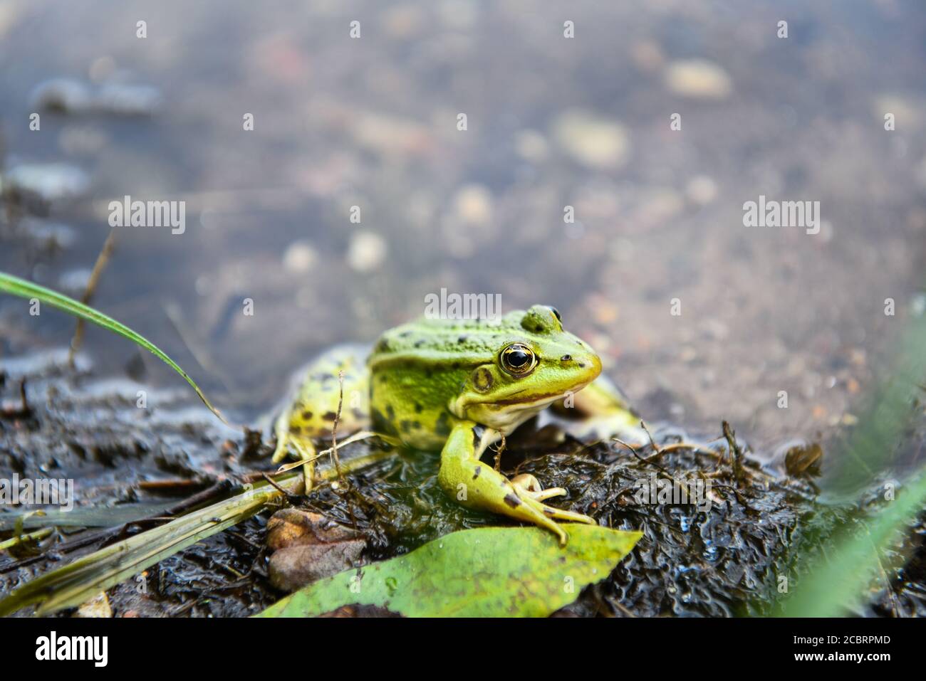 Beautiful green frog sitting on the river bank Stock Photo - Alamy