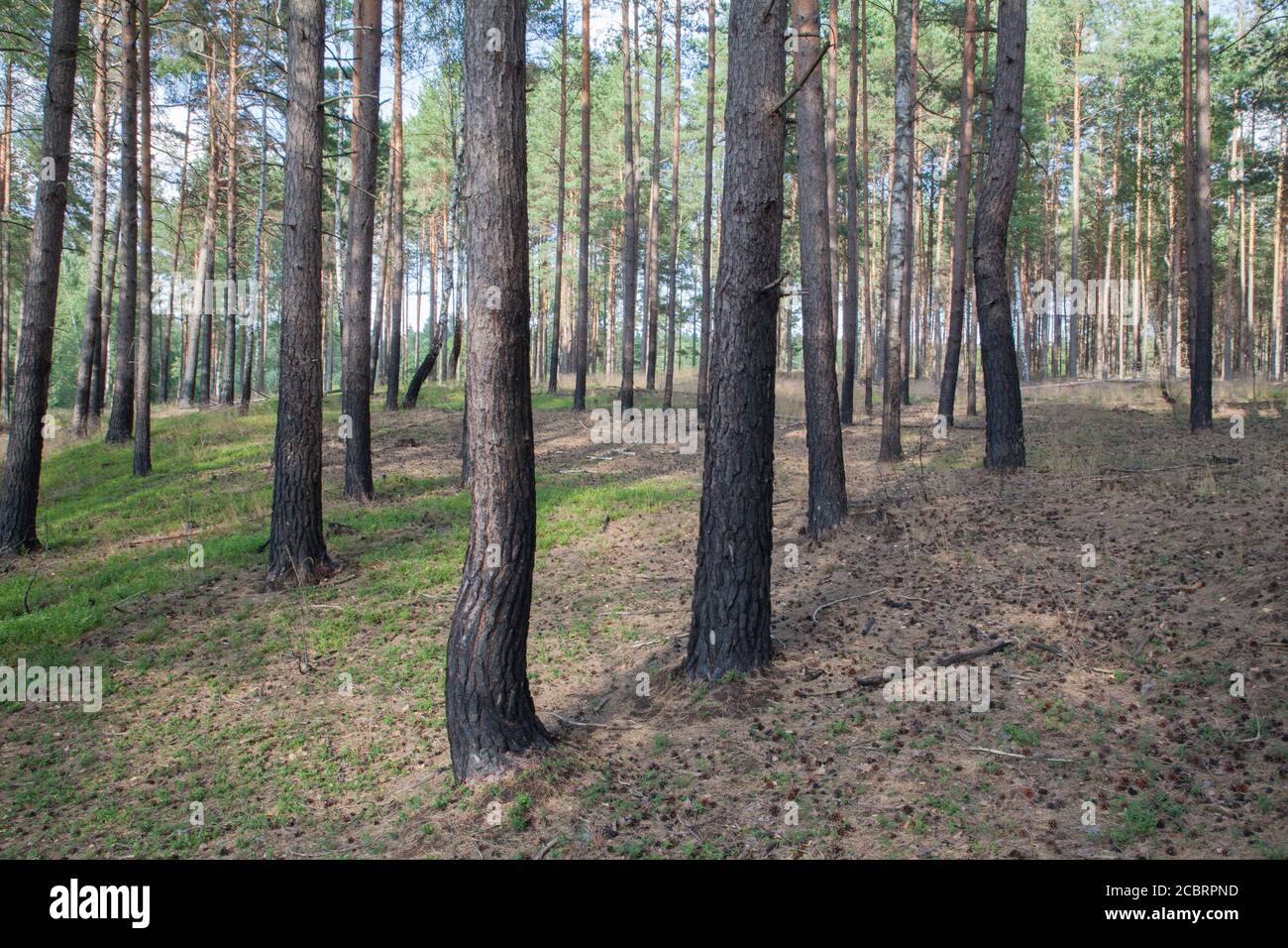 Trees singed after forest fire Stock Photo - Alamy