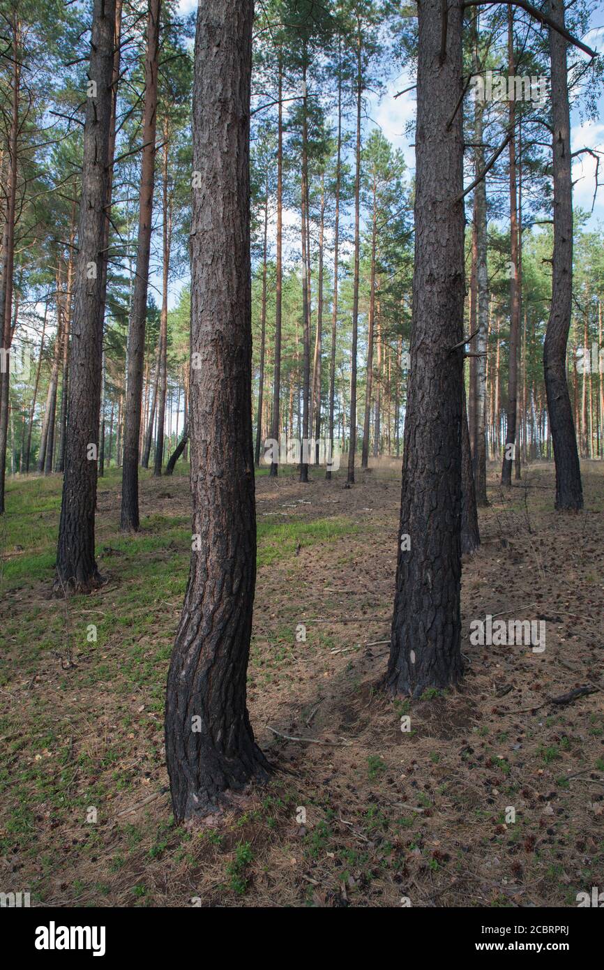 Trees singed after forest fire Stock Photo - Alamy
