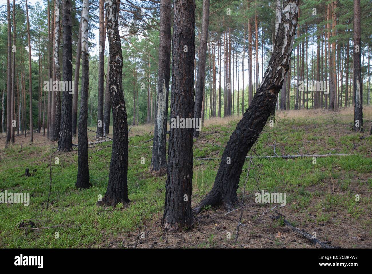 Trees singed after forest fire Stock Photo - Alamy