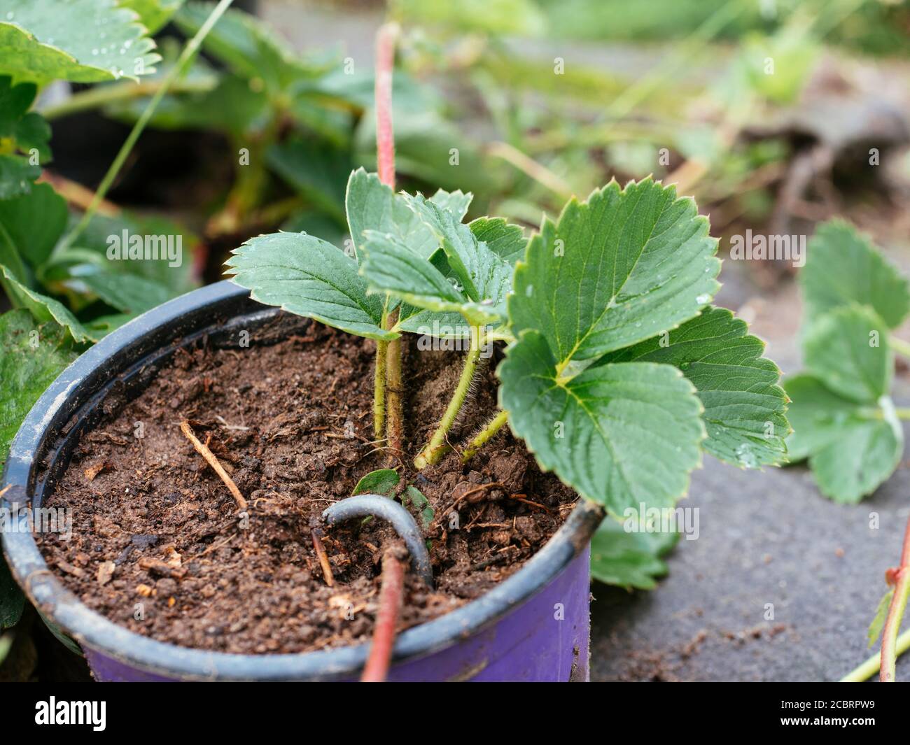 Propagating strawberries from plant runners by rooting them in a pot ...