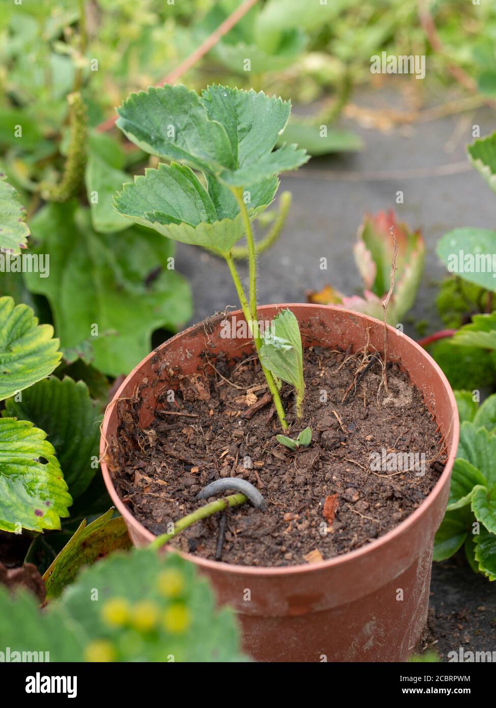 Propagating strawberries from plant runners by rooting them in a pot ...